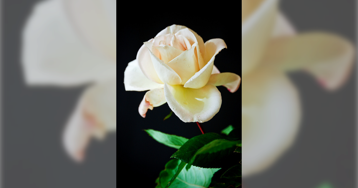Kimberly "Kim" Ann Gilliam | Wheeler & Woodlief Funeral Home ...